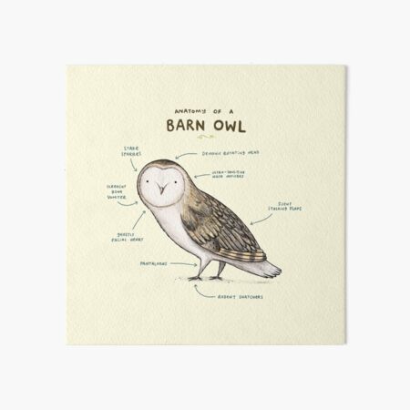 "Anatomy of a Barn Owl" Art Board Print for Sale by Sophie Corrigan ...