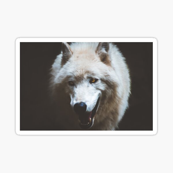 "White Wolf" Sticker by sampanko | Redbubble