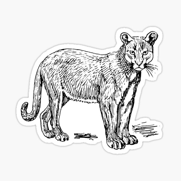 "Puma" Sticker by hrcdesign | Redbubble