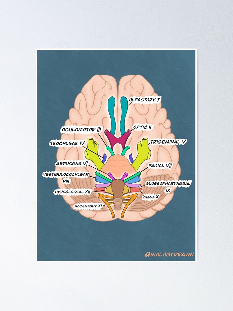 "Cranial nerves " Poster for Sale by BiologyDrawn | Redbubble