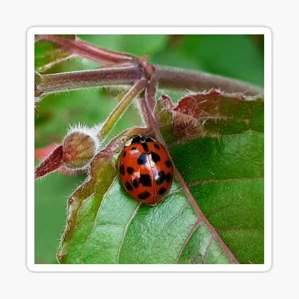 "Ladybird " Sticker for Sale by liliaparacosm | Redbubble