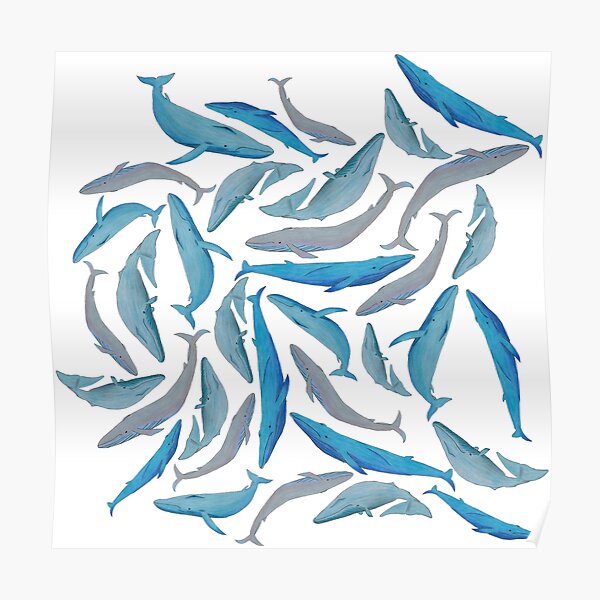 "Blue Whales Everywhere! - Colored Pencil and Ink" Poster for Sale by ...