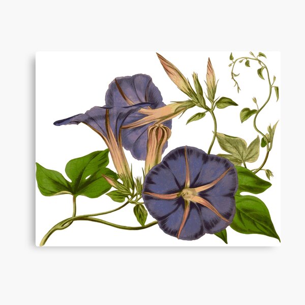 "Beautiful Blue Spring Flower" Canvas Print for Sale by ludystoday ...