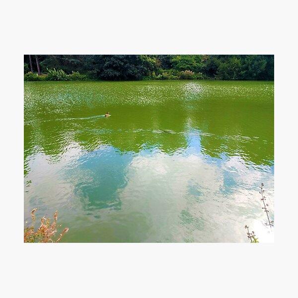 Lámina fotográfica «MI. #245 |☼| Vista al agua abierta, con pato ...