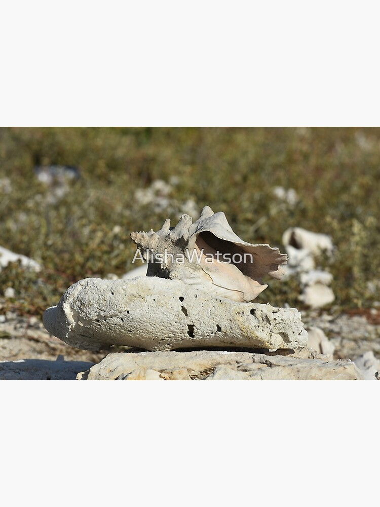 "Ocean conk shell sitting on the beach with other fossils" Poster for ...