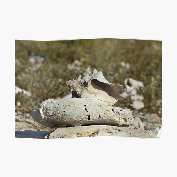 "Ocean conk shell sitting on the beach with other fossils" Poster for ...