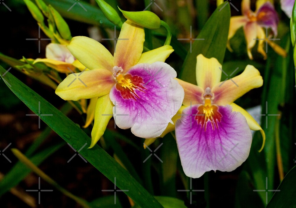 "Gorgeous Miltonia Sunset Orchid" by Mythos57 | Redbubble