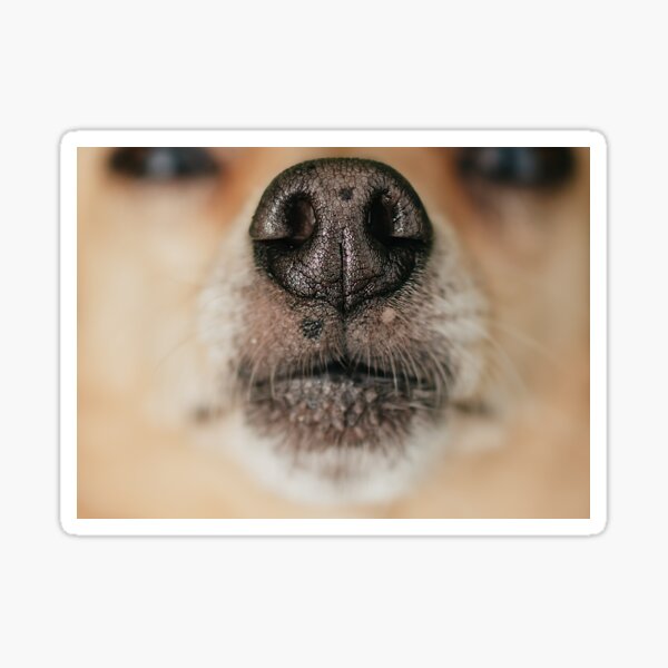 "Chihuahua Dog Nose" Sticker for Sale by gsecker | Redbubble