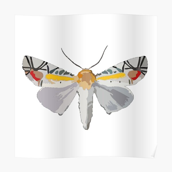 "Picasso Moth Digital Painting" Poster for Sale by gktb | Redbubble
