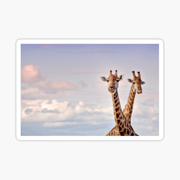 "Giraffes in the Sky" Sticker by vividpeach | Redbubble