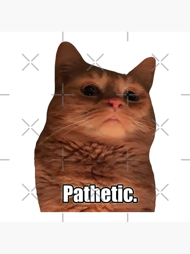 Póster «Cara de meme de gato patético HD» de fomodesigns | Redbubble