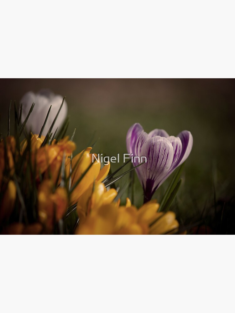 "Crocus Pocus" Sticker for Sale by Finntasia | Redbubble