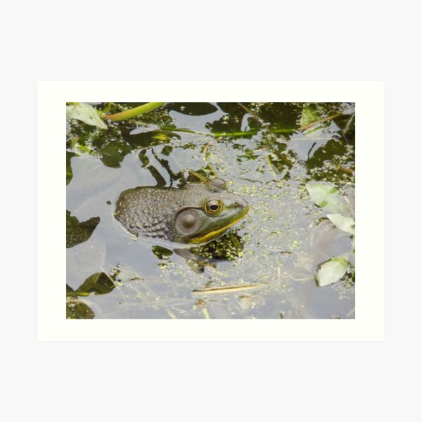 "American Bullfrog Side-View Swamp" Art Print for Sale by ...