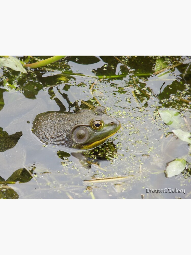 "American Bullfrog Side-View Swamp" Art Print for Sale by ...