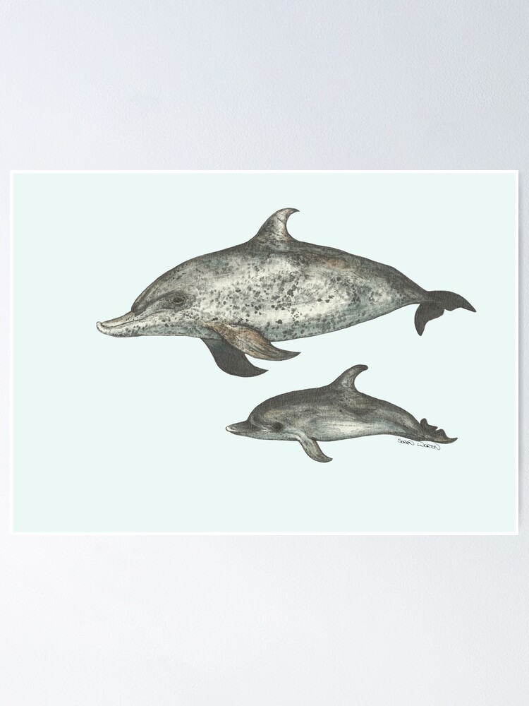 "Atlantic Spotted Dolphins" Poster for Sale by SerenSketches | Redbubble