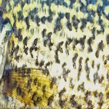 "Black Crappie Skin (Natural) Fish Scales Pattern" Sticker for Sale by ...