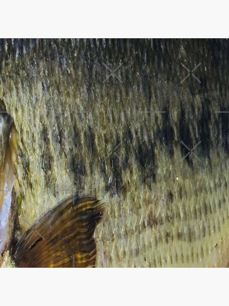 "Largemouth Bass Skin (Natural) Fish Scale Pattern" Sticker for Sale by ...