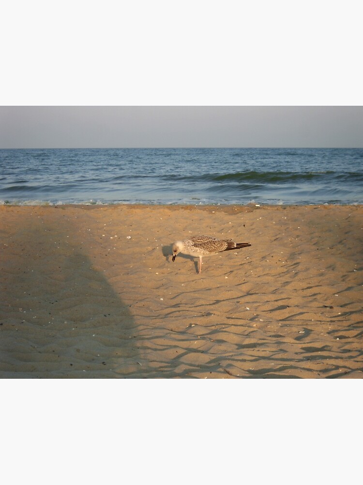 "Möwe, Vogel, Strand, Meer, Wellen, schöne Landschaft, Urlaub, gute ...