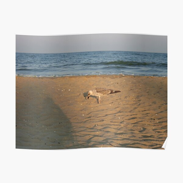 "Möwe, Vogel, Strand, Meer, Wellen, schöne Landschaft, Urlaub, gute ...