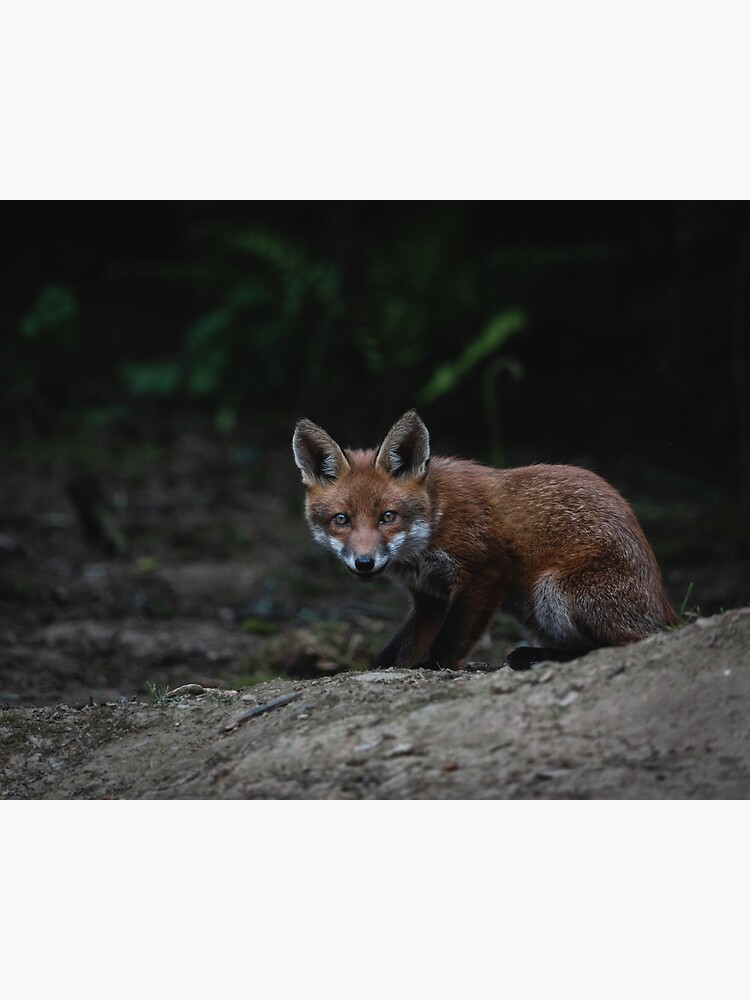 "Young Scotland Fox Cub" Poster for Sale by sheardphoto | Redbubble