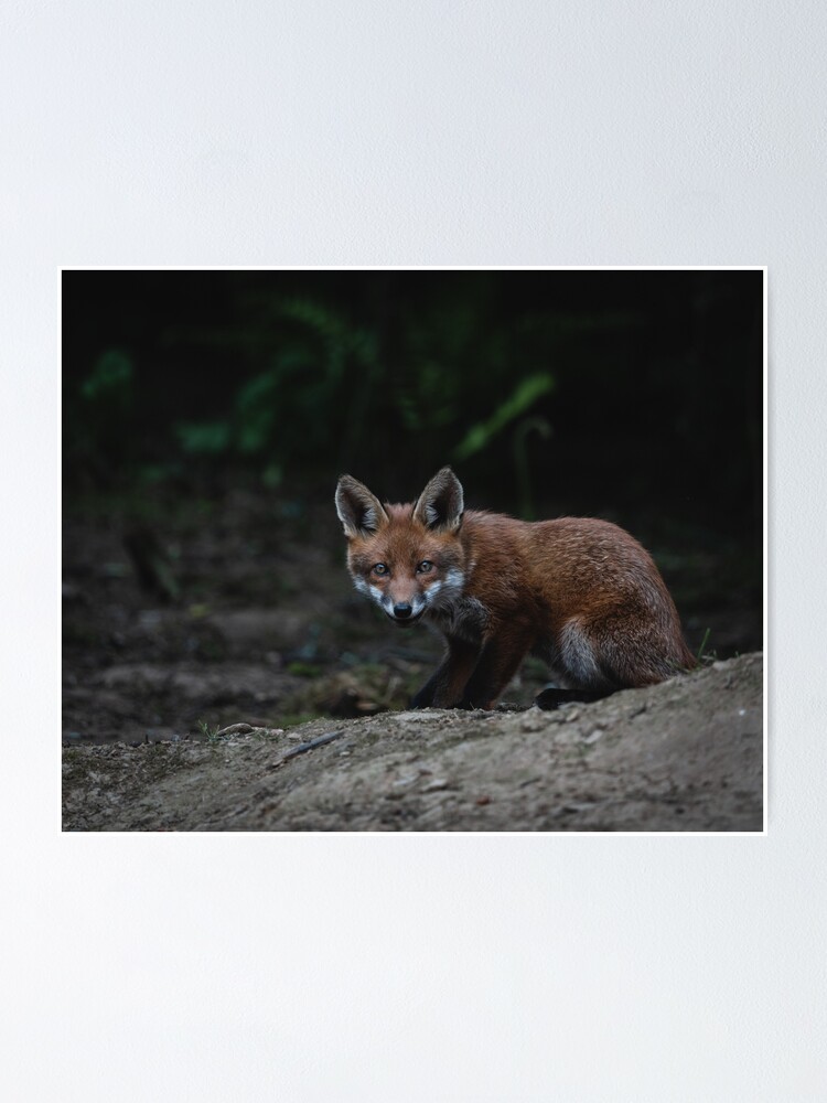"Young Scotland Fox Cub" Poster for Sale by sheardphoto | Redbubble