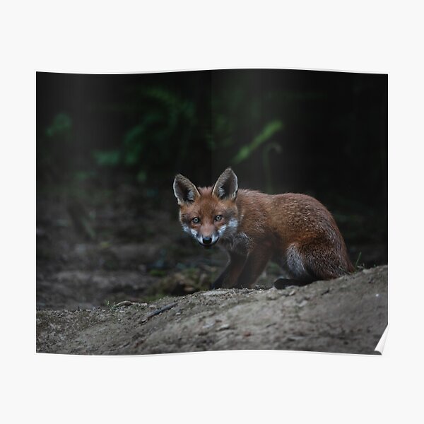 "Young Scotland Fox Cub" Poster for Sale by sheardphoto | Redbubble