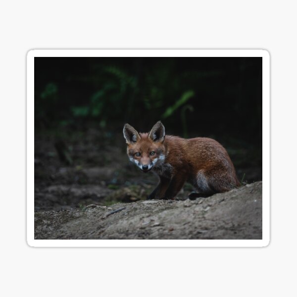 "Young Scotland Fox Cub" Sticker for Sale by sheardphoto | Redbubble