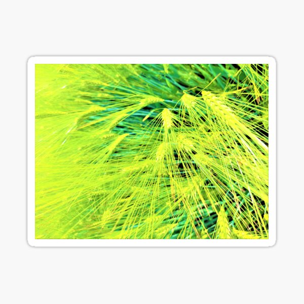"Catcher in the rye" Sticker for Sale by twotwoart | Redbubble