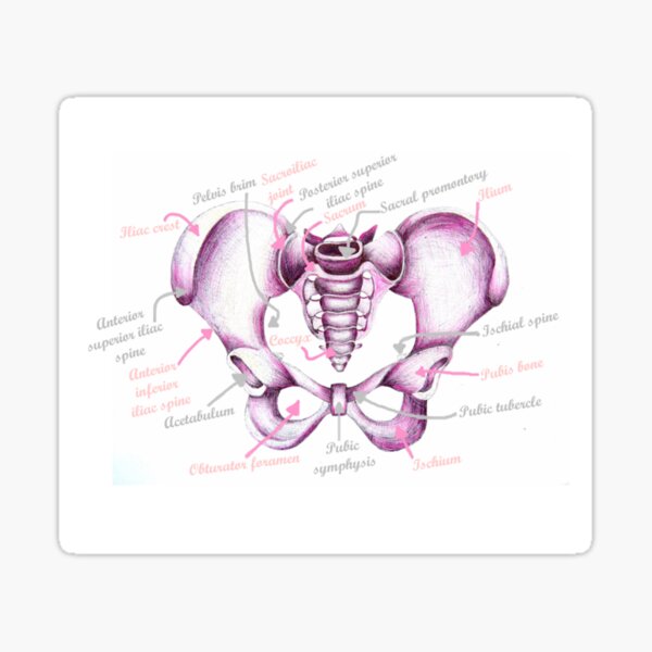 "Anatomy Of Pelvis" Sticker for Sale by MidwiferyGifts | Redbubble