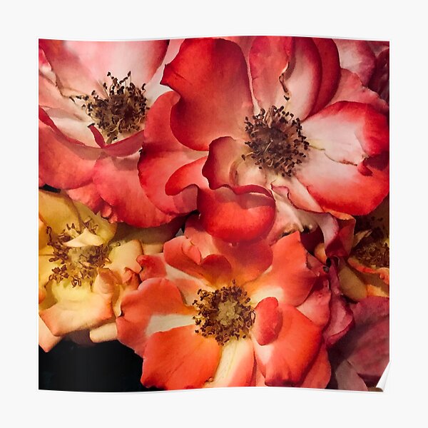 Póster «Rosas rojas y amarillas rapsódicas elegantemente vanguardistas ...