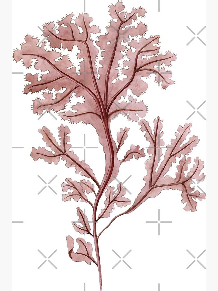 "Vintage Algae botanical illustration in pink and red" Poster for Sale by Miss-Belle | Redbubble
