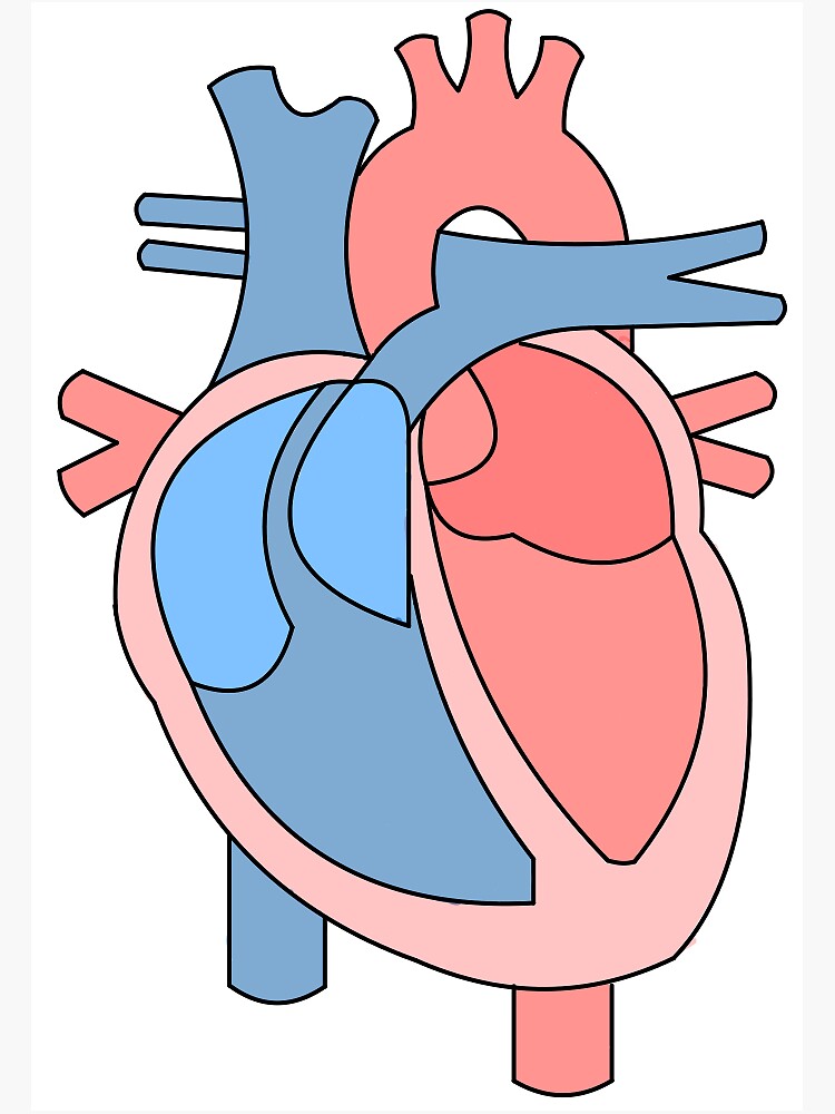 "Heart Diagram" Sticker for Sale by TheMedicalNerd | Redbubble