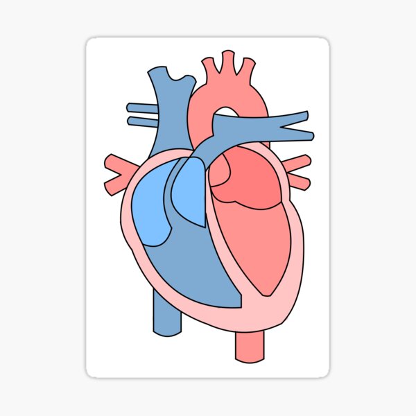 "Heart Diagram" Sticker for Sale by TheMedicalNerd | Redbubble