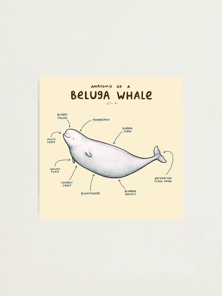 Beluga Wal Diagramm