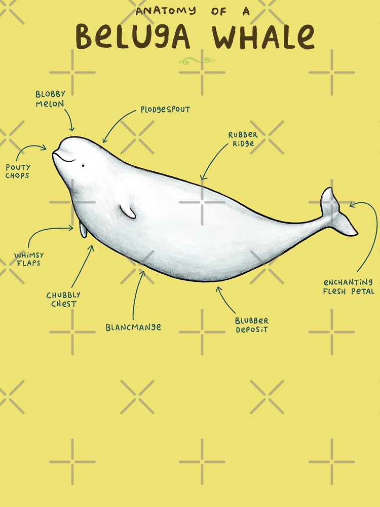 Beluga Whale Diagram 744 Beluga Whale Ocean Stock Photos, High Res