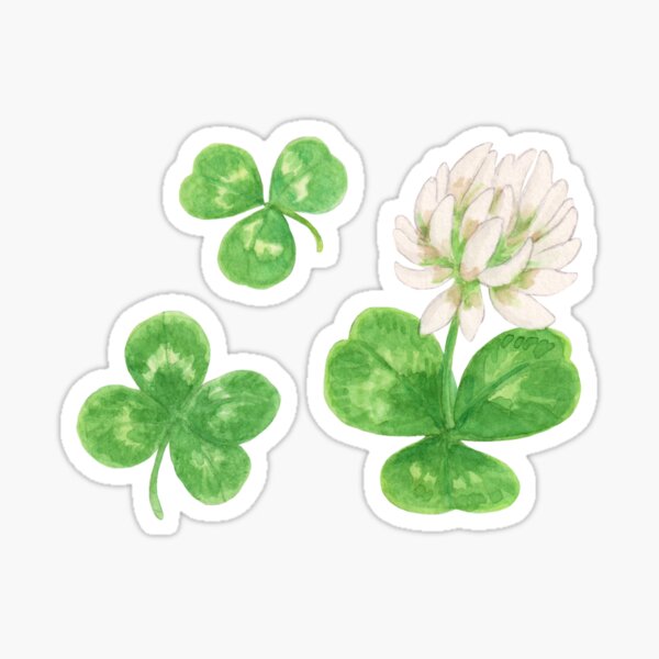 "White Clover Flower Sticker set with Four-leaf Clover" Sticker for ...
