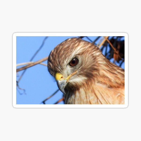 "Hawk Eye #0001" Sticker for Sale by MrTequila | Redbubble