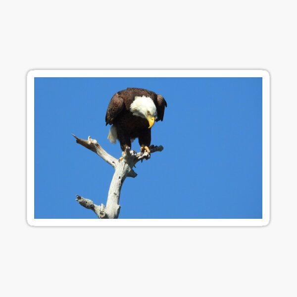 "American Bald Eagle #0001" Sticker by MrTequila | Redbubble