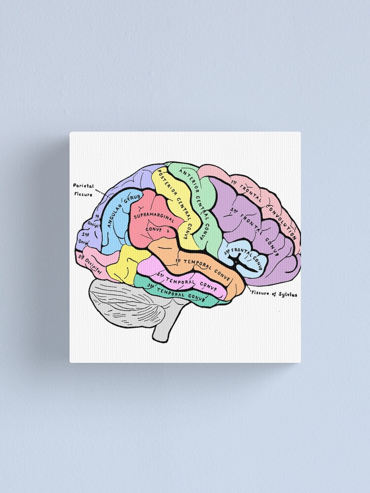 Lienzo «dibujo De Anatomía Del Cerebro En Colores Pastel Etiquetado De