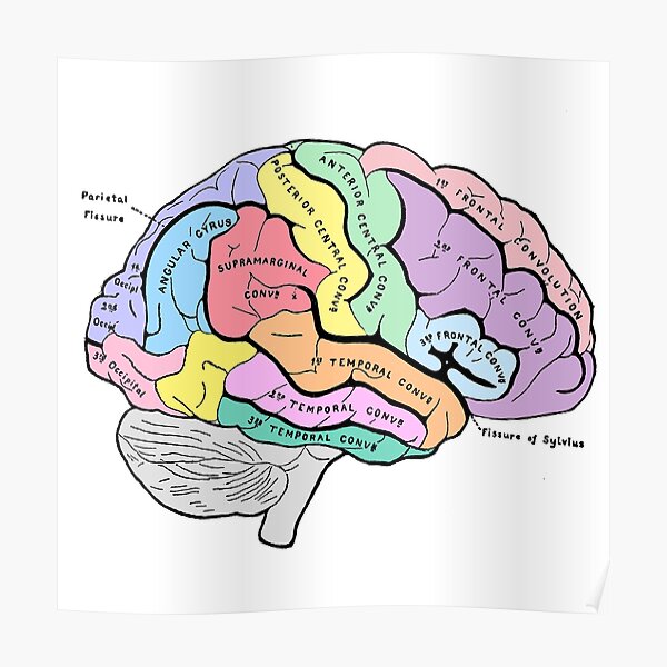 "Labelled pastel brain anatomy sketch" Poster for Sale by Holly-berry ...