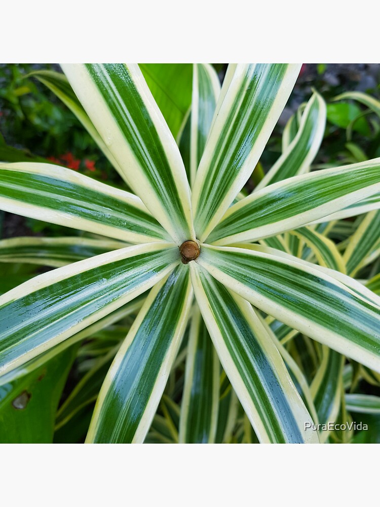 "Tropical Plants in Costa Rica - Leaves of the Dracaena Relexa or Song ...