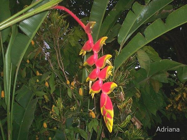 "Platanillo plant. The most beautiful." by Adriana | Redbubble