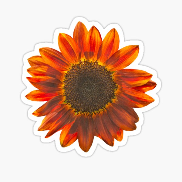 "Red Sunflower" Sticker for Sale by ZinaStromberg | Redbubble