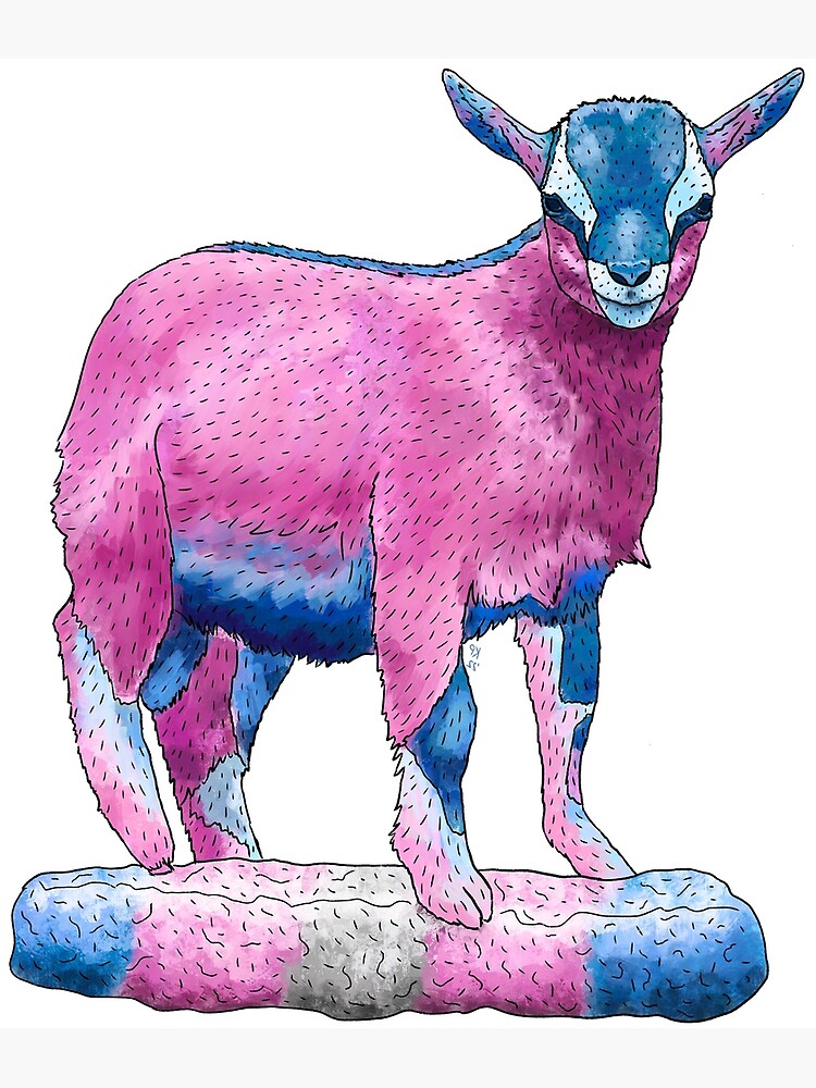 "Transgender Baby Goat Trans Pride" Poster for Sale by kylepeterart ...