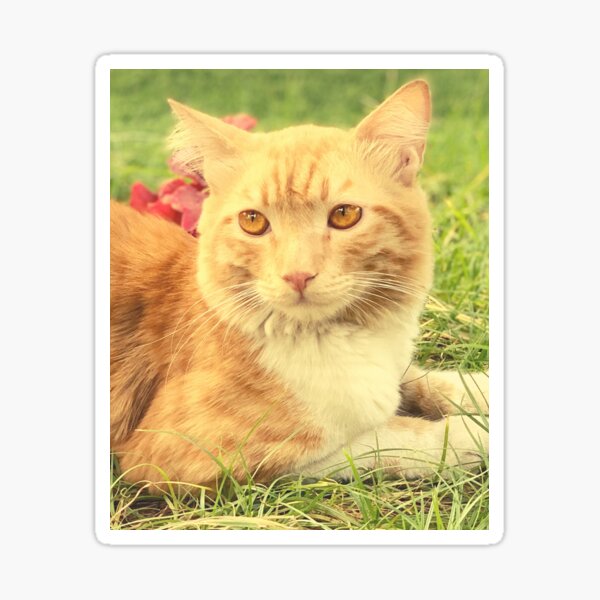 "Cute Golden Cat" Sticker for Sale by Areej24 | Redbubble