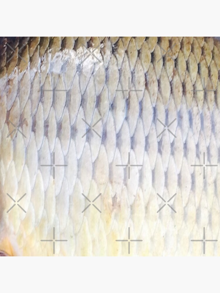 "Carp Skin (Natural) Fish Scales Pattern" Sticker for Sale by CJRPics ...