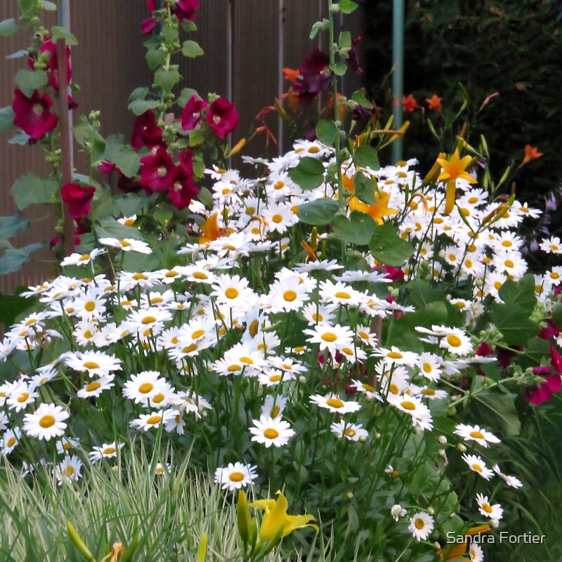 "The Daisy Garden" by Sandra Fortier | Redbubble