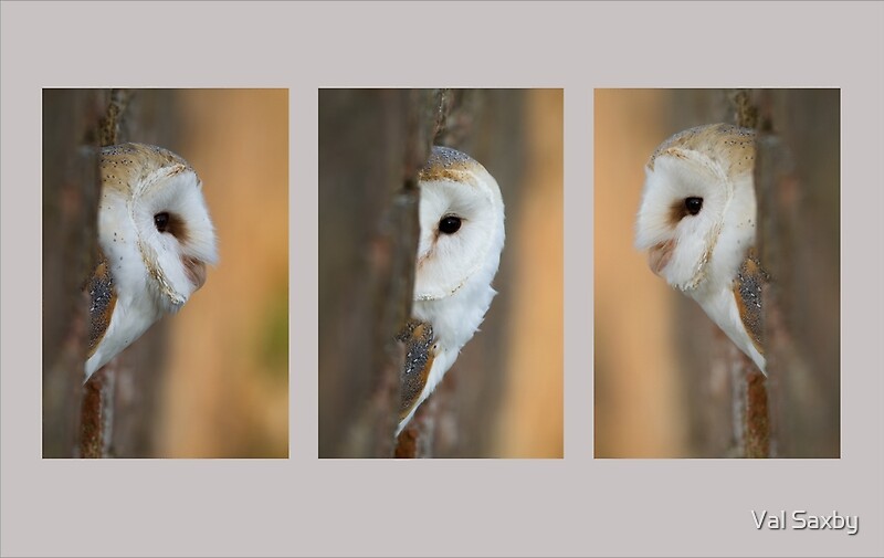 "Barn Owl Triptych" by Val Saxby | Redbubble