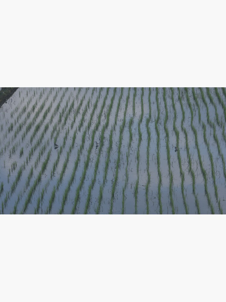 "Paddy field" Sticker for Sale by joliWook | Redbubble