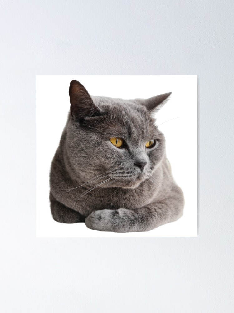 "Jeff the Cat - Laying" Poster for Sale by BigAvo | Redbubble